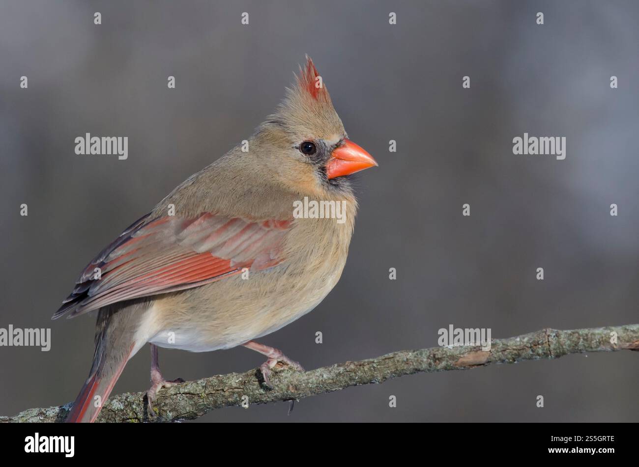 Northern Cardinal, Cardinalis cardinalis, female Stock Photo - Alamy