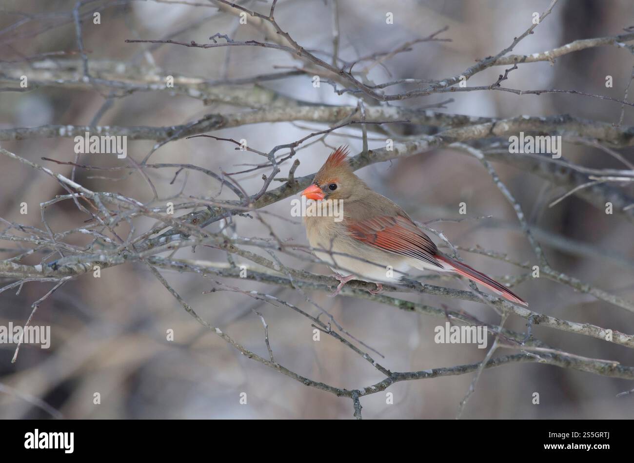 Northern Cardinal, Cardinalis cardinalis, female Stock Photo - Alamy