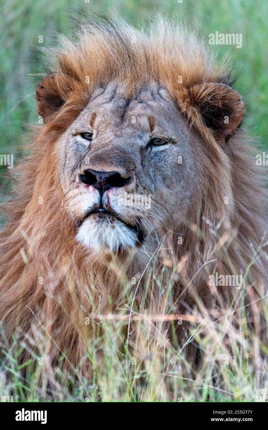 The Majestic Lion Thrives in Its Natural Habitat Across the Stunning ...