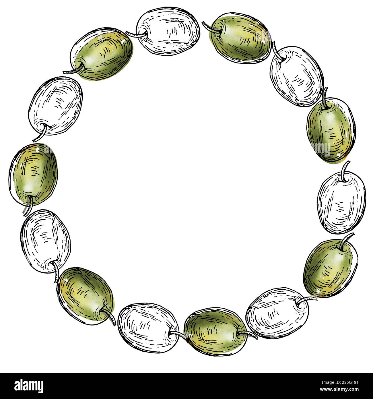 Olives and black olives hand drawn with watercolor and liner in graphic ...