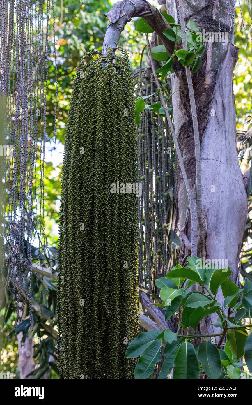 Jungle palm plant hi-res stock photography and images - Alamy