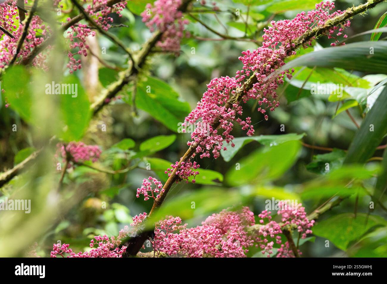 Pink flower in costa rica hi-res stock photography and images - Alamy
