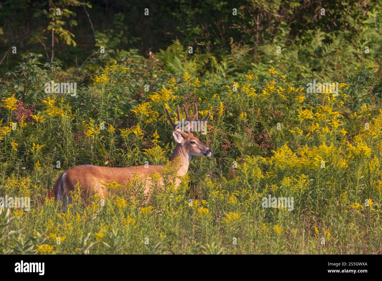 White-tailed buck on an August evening in northern Wisconsin Stock ...