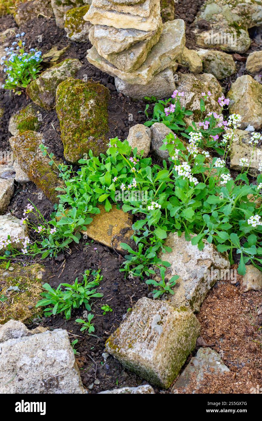 The first flowers on the alpine slide among large stones. Formation of ...