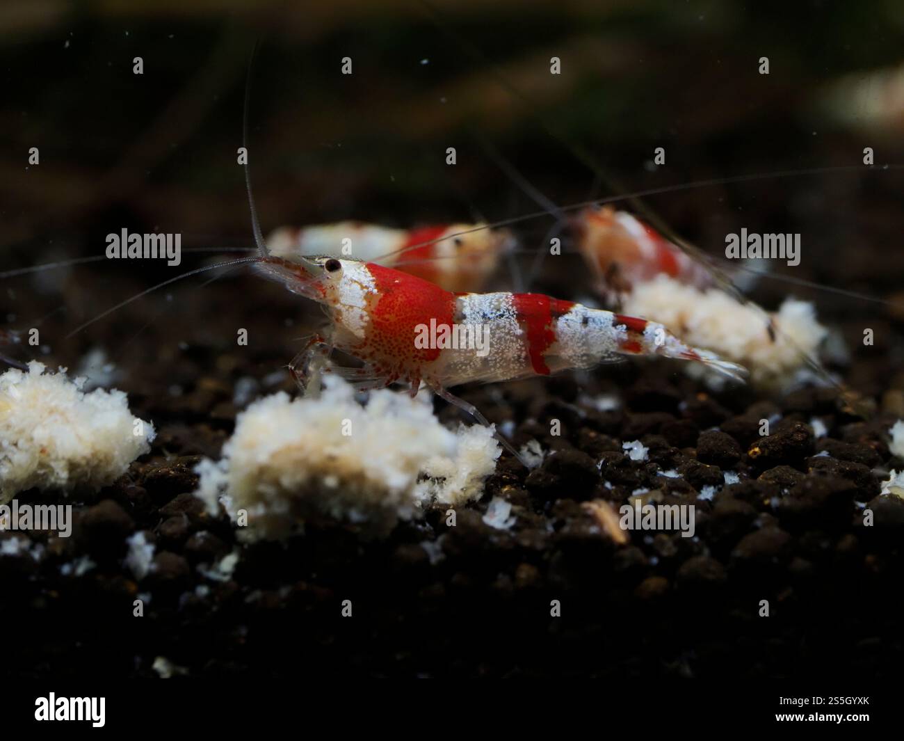 Crystal red bee shrimp feeding hi-res stock photography and images - Alamy