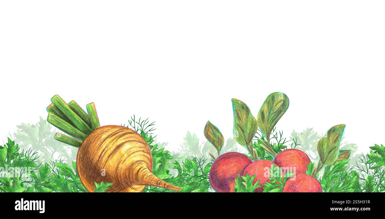 Root vegetables radish and radish with sprigs of green herbs - dill and ...