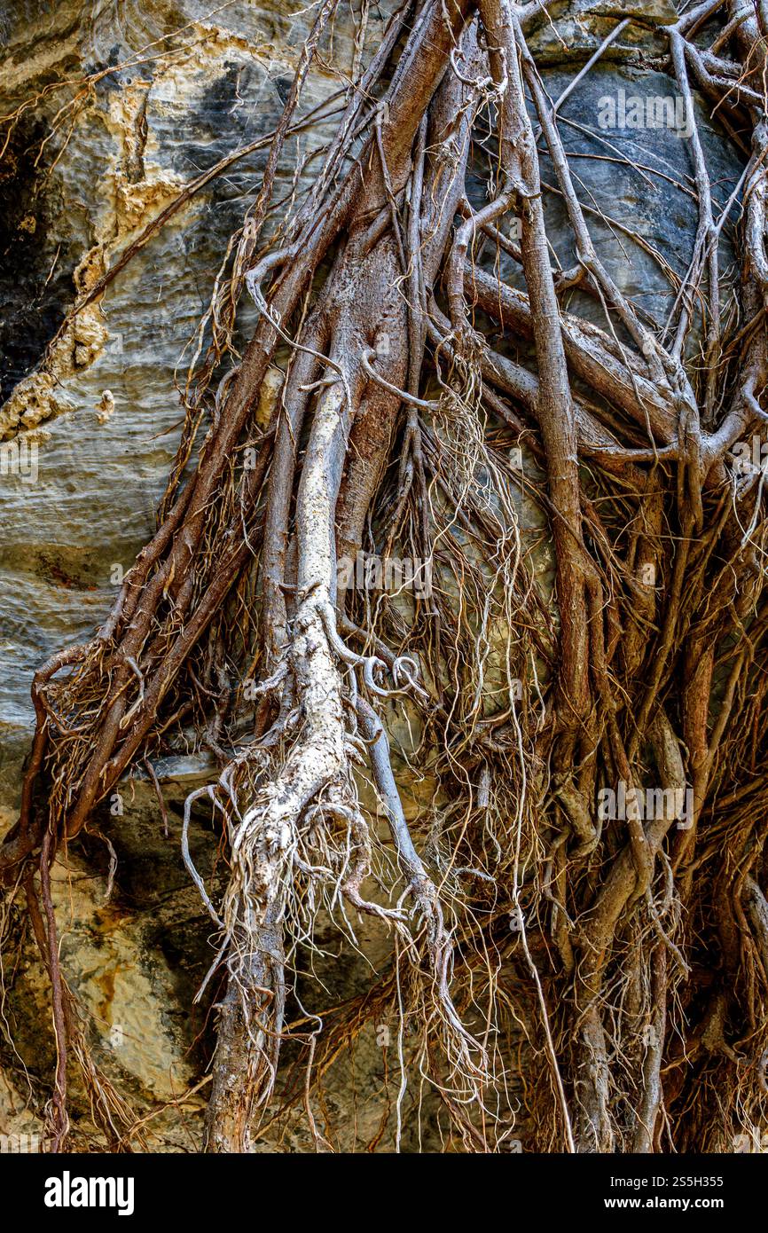 Twisted roots growing over rocks in harsh terrain Stock Photo - Alamy