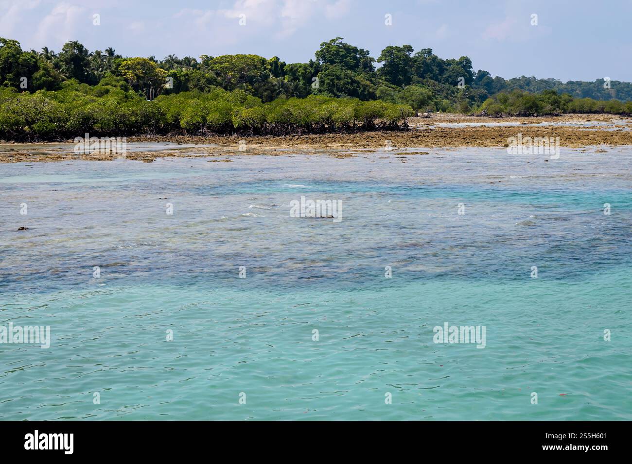 Blue Sea Coastline with Mangrove Forest Under Bright Sky image is taken ...