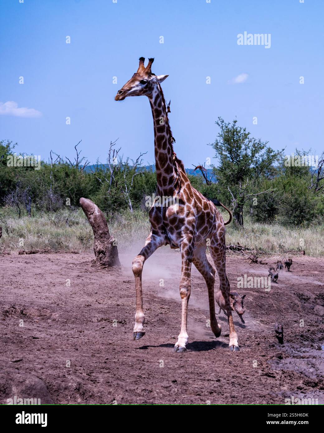 Experience the Majestic Giraffe in its Natural Habitat, a true symbol ...