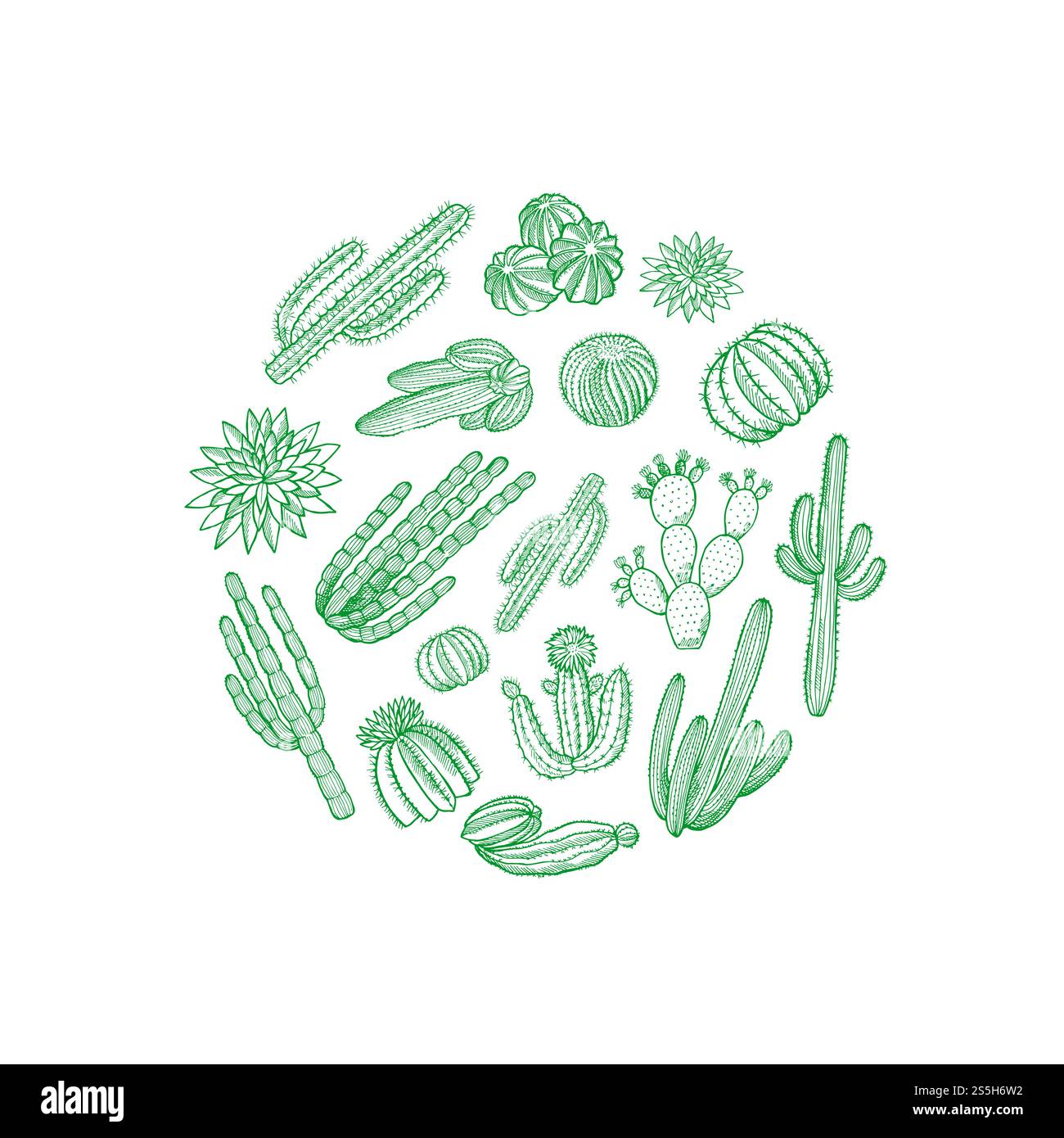 Vector hand drawn desert cacti plants in circle shape isolated on white ...