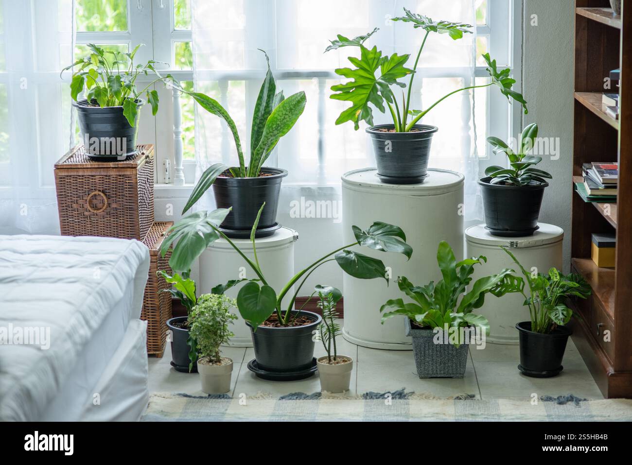 Many small leaves hi-res stock photography and images - Alamy