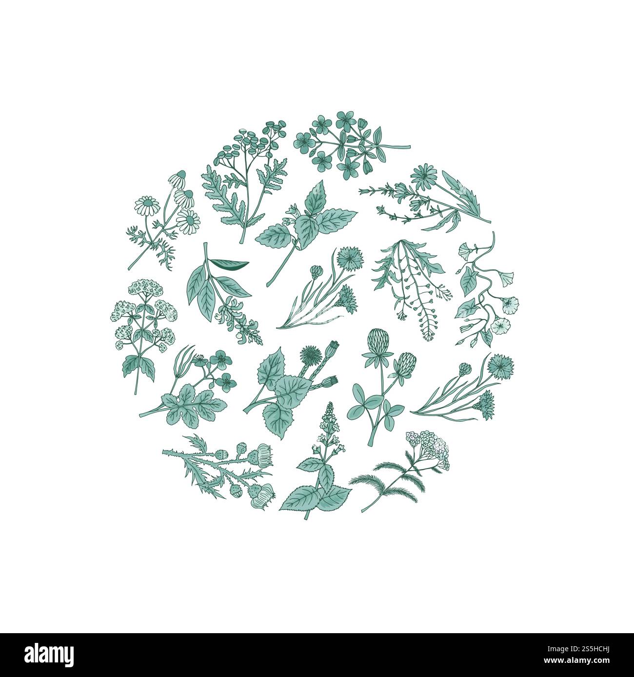 Vector hand drawn medical herbs in circle shape illustration isolated ...