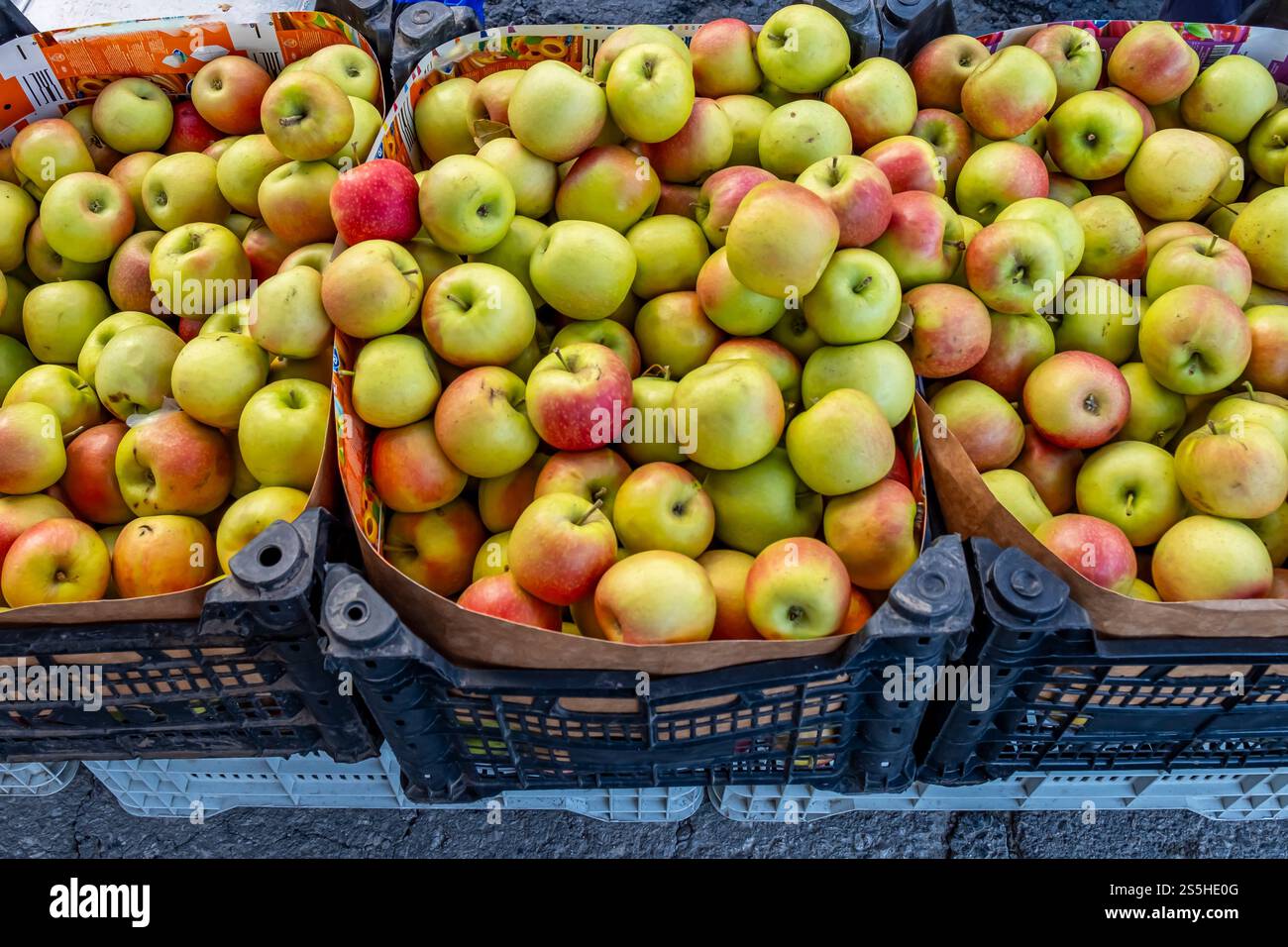 Three bins of apples are piled high on a table. The apples are green ...
