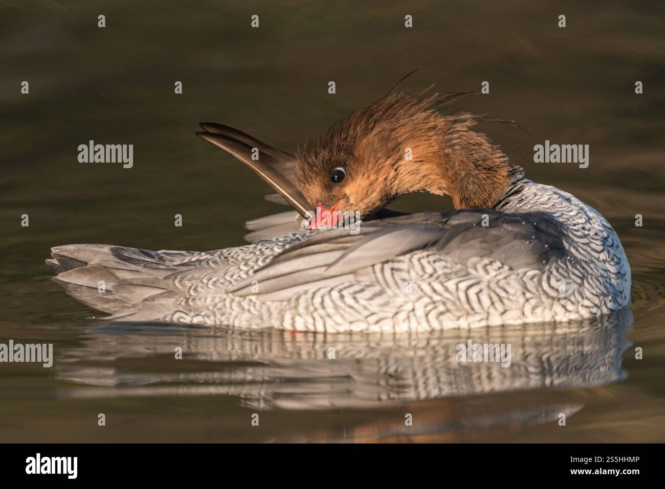 Serreta china hi-res stock photography and images - Alamy