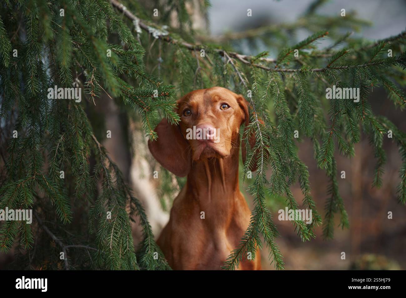 A Viszla dog gazing thoughtfully at the edge of a forest, framed by ...