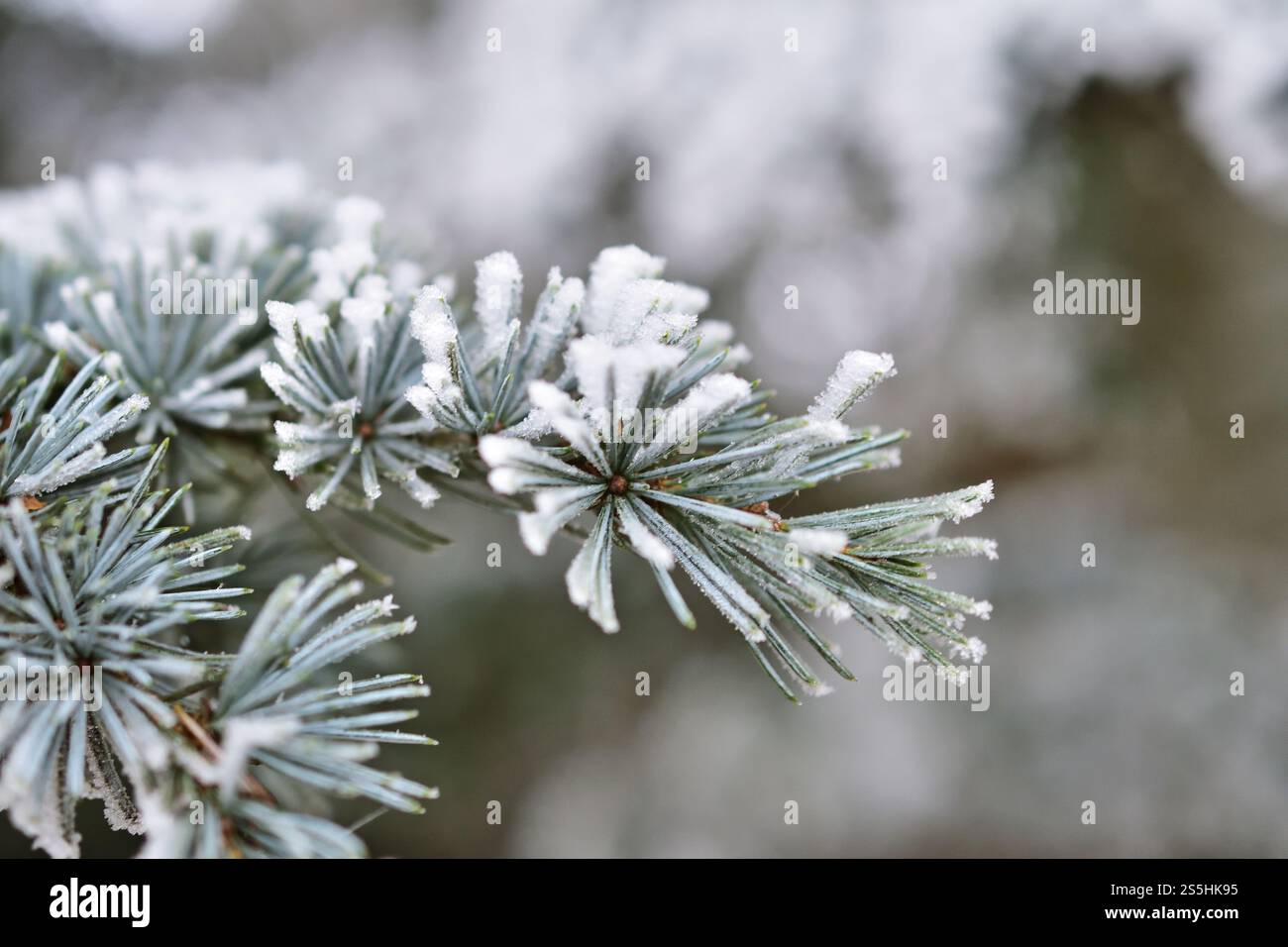 Close up branch snowy pine hi-res stock photography and images - Alamy