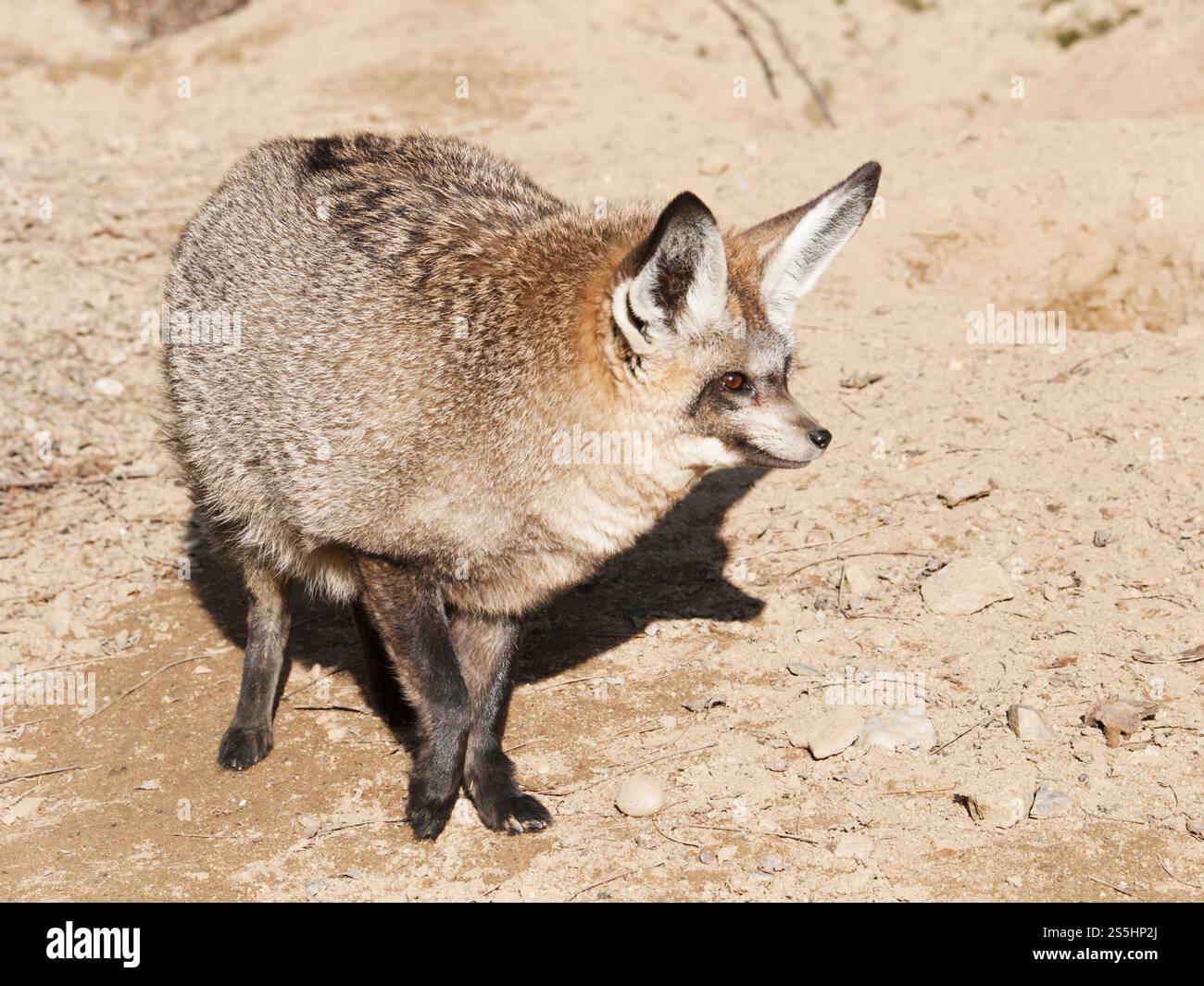 Portrait of bat-eared foc (Otocyon megalotis Stock Photo - Alamy