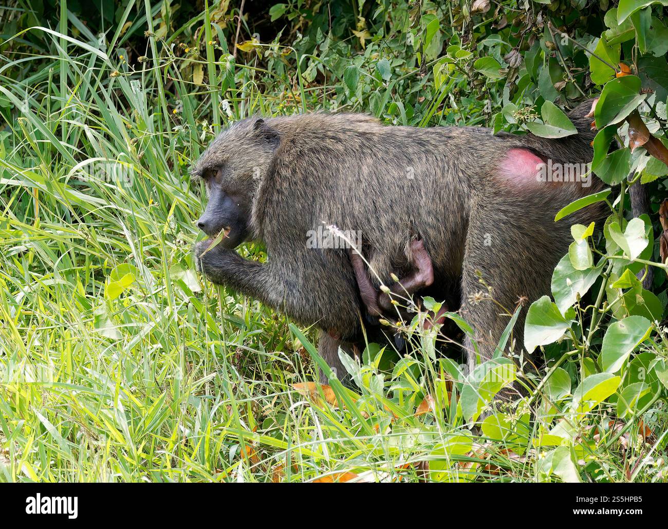 olive baboon, Anubis baboon, Anubispavian, Babouin olive, Papio anubis, Anubisz-pávián, Queen ...