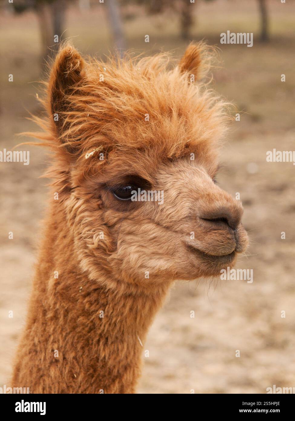 Head of lama guanaco Stock Photo - Alamy