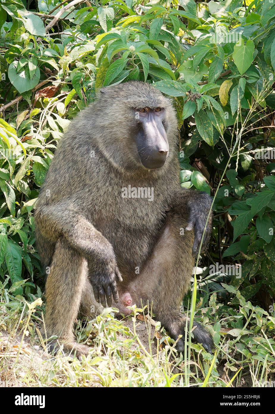 olive baboon - male, Anubis baboon, Anubispavian, Babouin olive, Papio ...