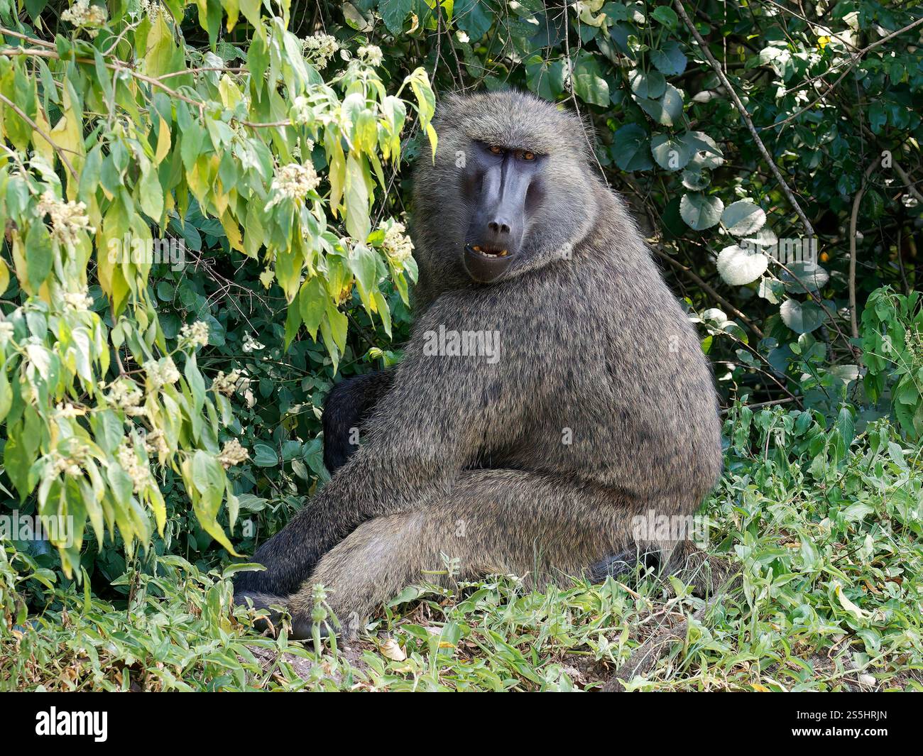 olive baboon - male, Anubis baboon, Anubispavian, Babouin olive, Papio ...