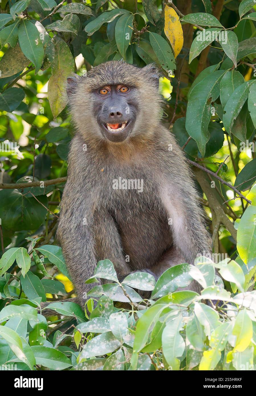 olive baboon, Anubis baboon, Anubispavian, Babouin olive, Papio anubis ...