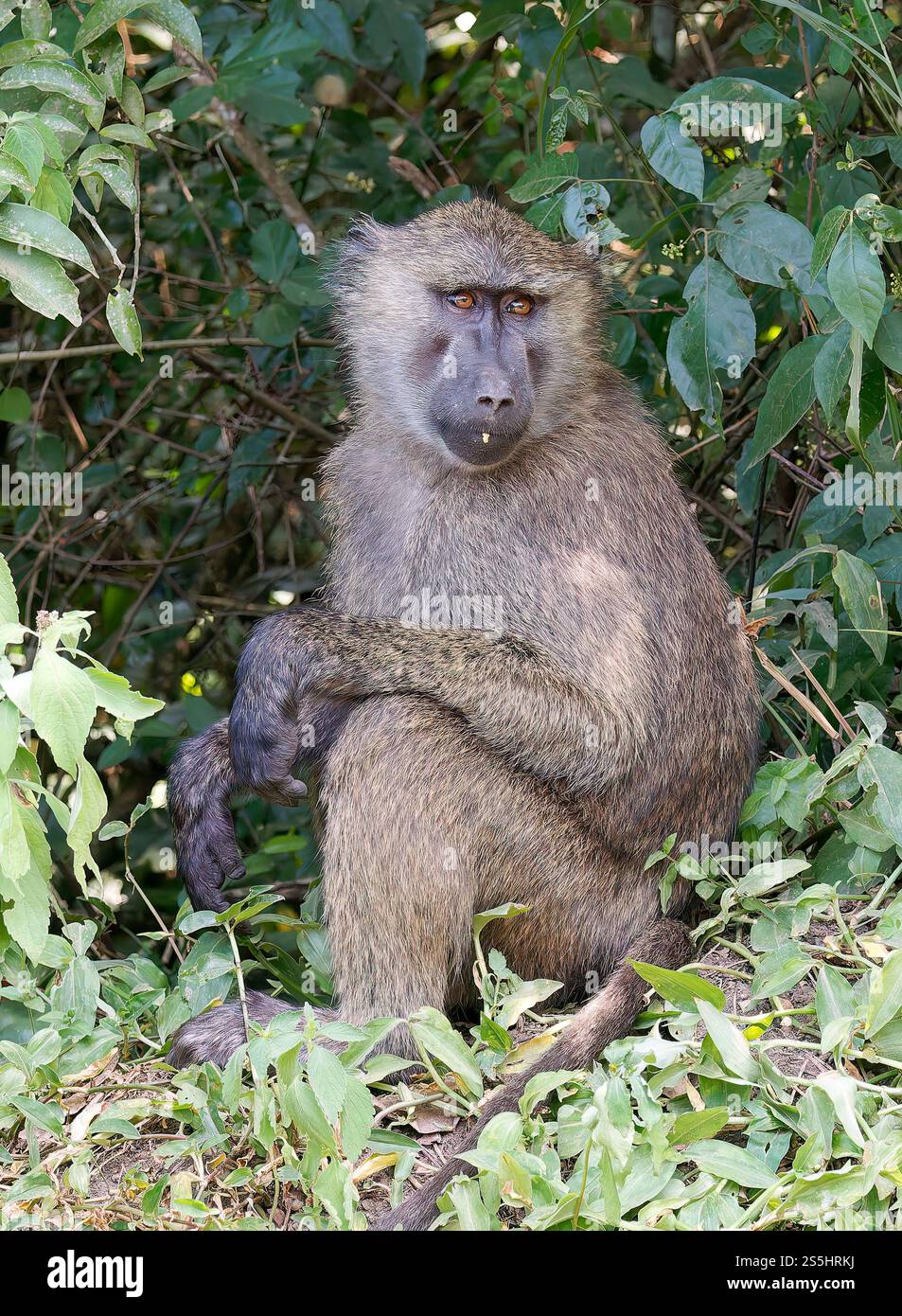 olive baboon, Anubis baboon, Anubispavian, Babouin olive, Papio anubis ...