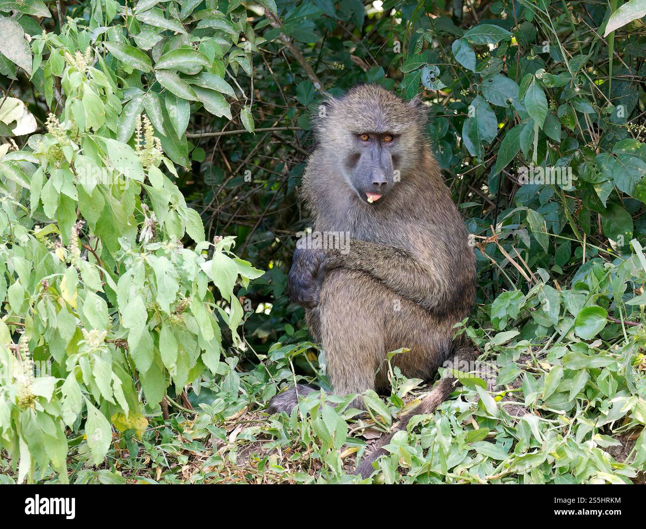 olive baboon, Anubis baboon, Anubispavian, Babouin olive, Papio anubis, Anubisz-pávián, Queen ...