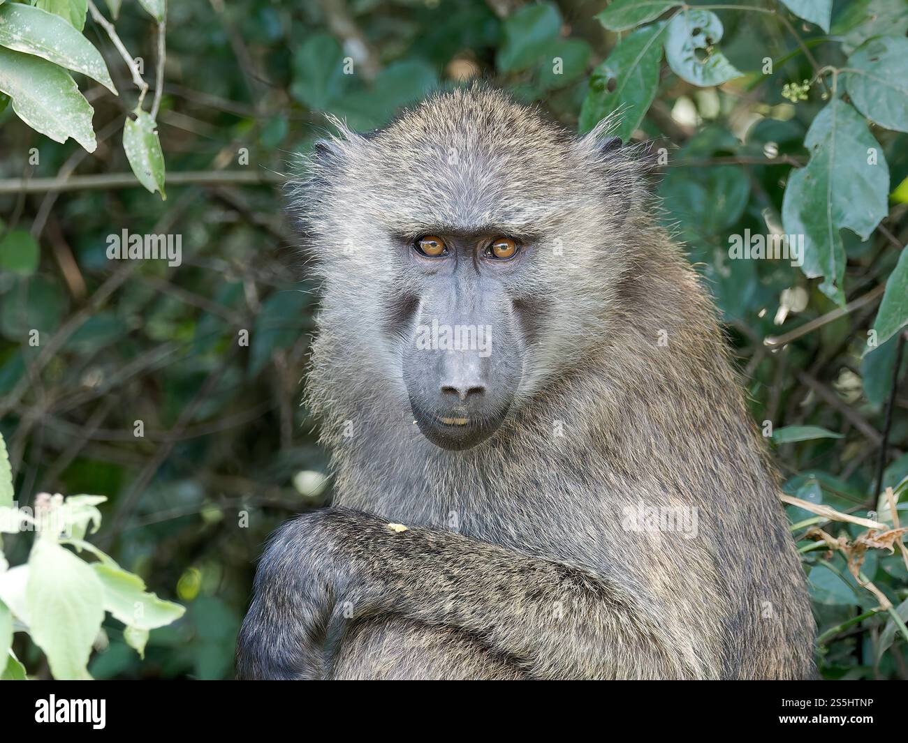 olive baboon, Anubis baboon, Anubispavian, Babouin olive, Papio anubis ...