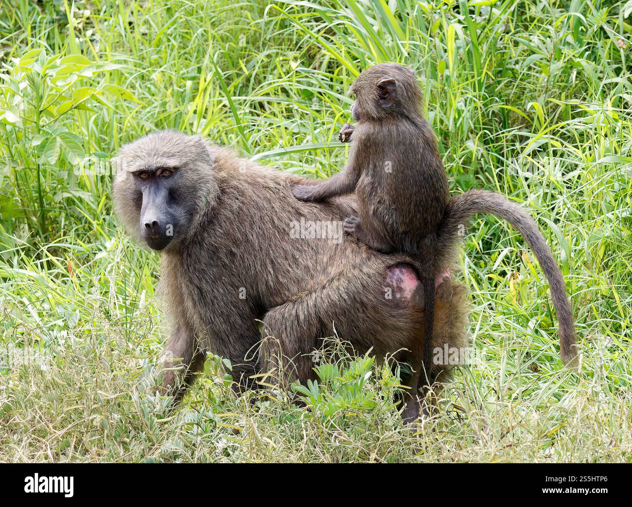olive baboon, Anubis baboon, Anubispavian, Babouin olive, Papio anubis, Anubisz-pávián, Queen ...