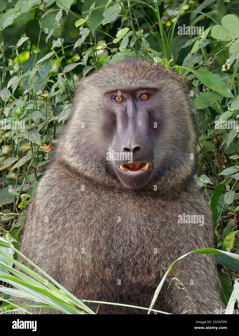 olive baboon - male, Anubis baboon, Anubispavian, Babouin olive, Papio ...
