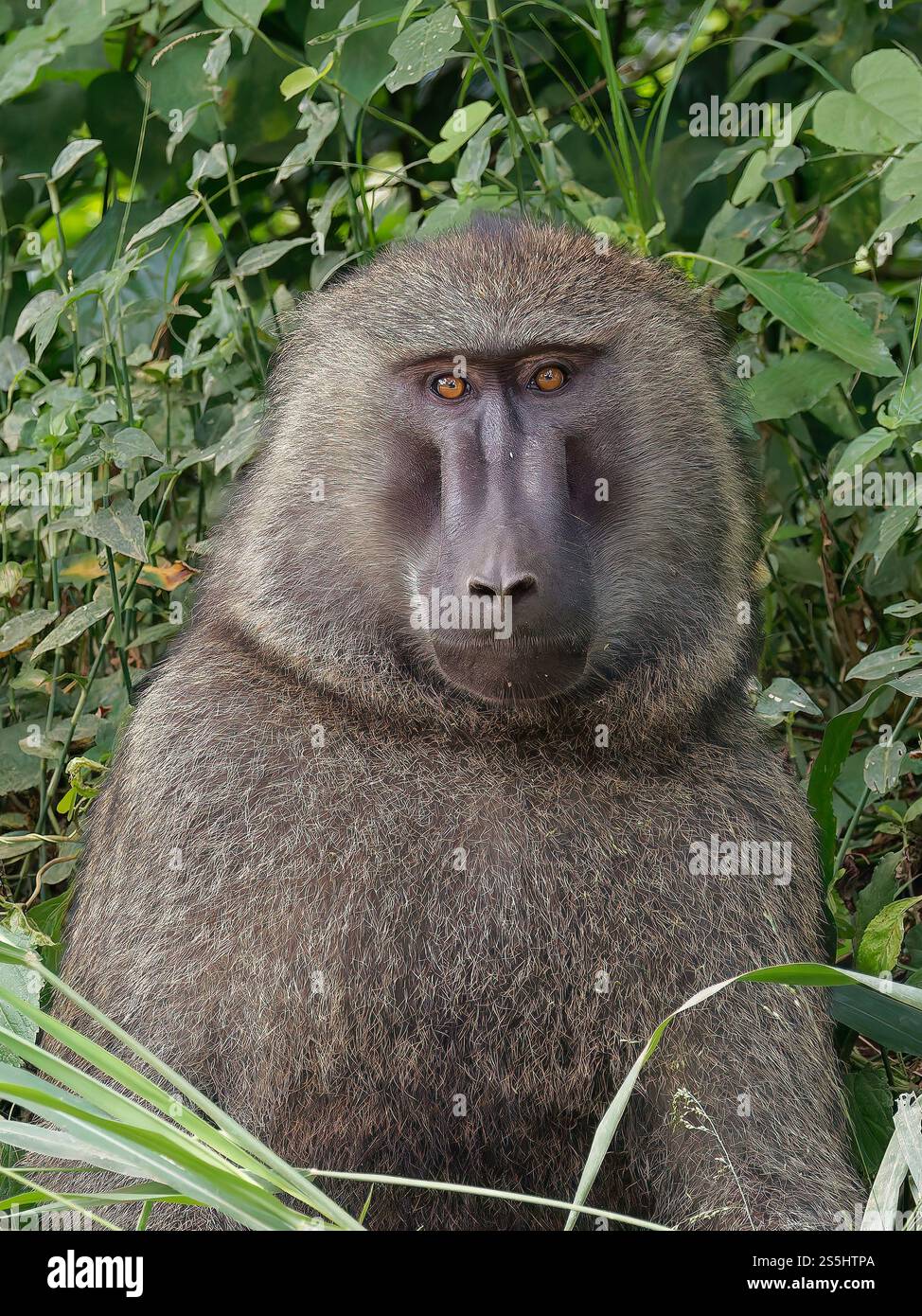 olive baboon - male, Anubis baboon, Anubispavian, Babouin olive, Papio ...