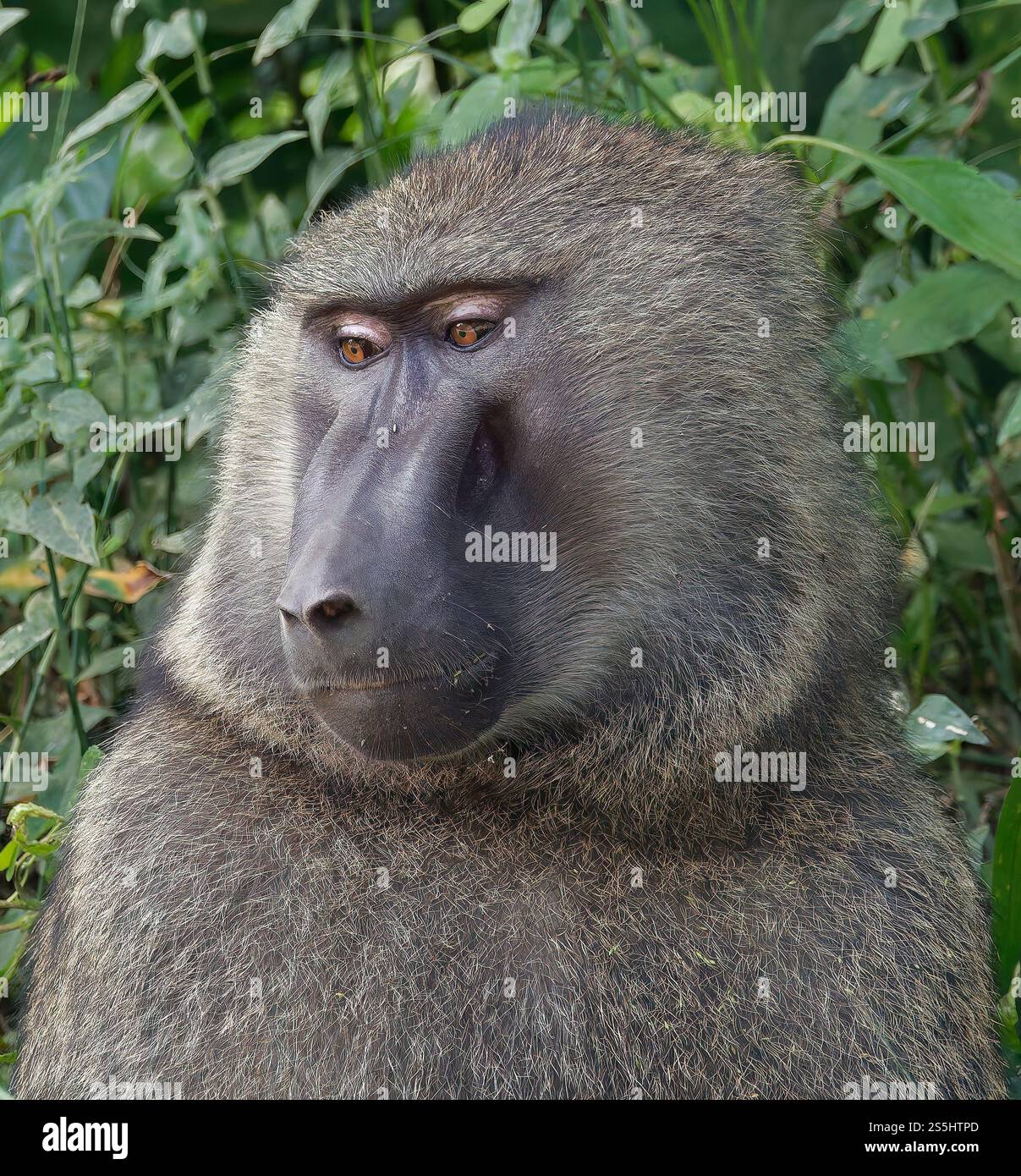 olive baboon - male, Anubis baboon, Anubispavian, Babouin olive, Papio ...