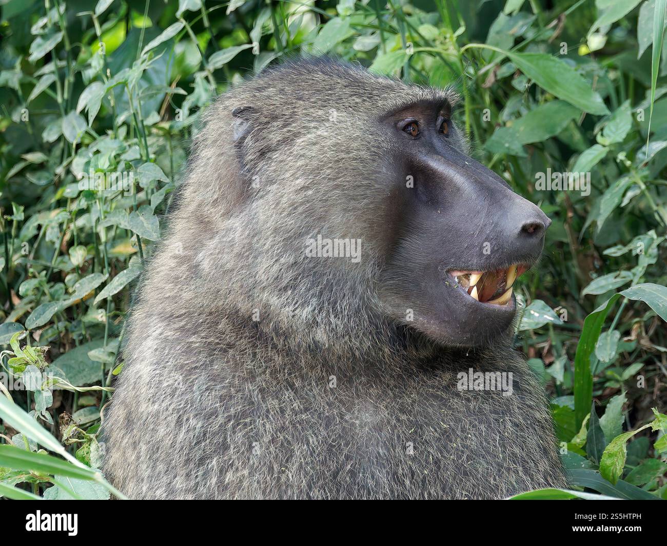 olive baboon - male, Anubis baboon, Anubispavian, Babouin olive, Papio ...