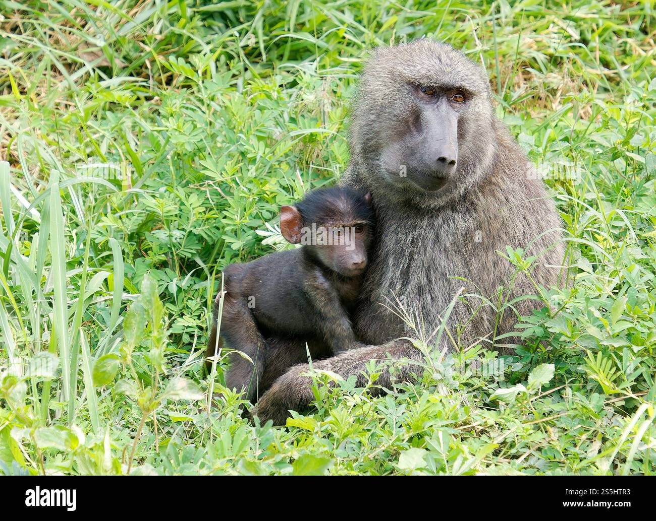 olive baboon, Anubis baboon, Anubispavian, Babouin olive, Papio anubis, Anubisz-pávián, Queen ...