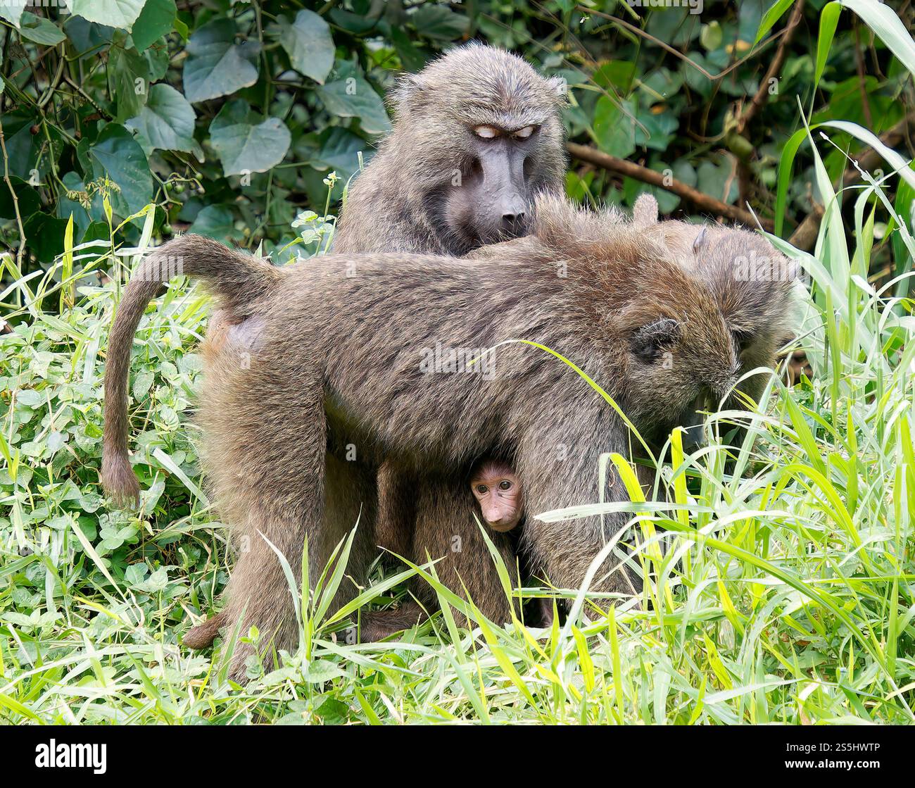 olive baboon, Anubis baboon, Anubispavian, Babouin olive, Papio anubis, Anubisz-pávián, Queen ...