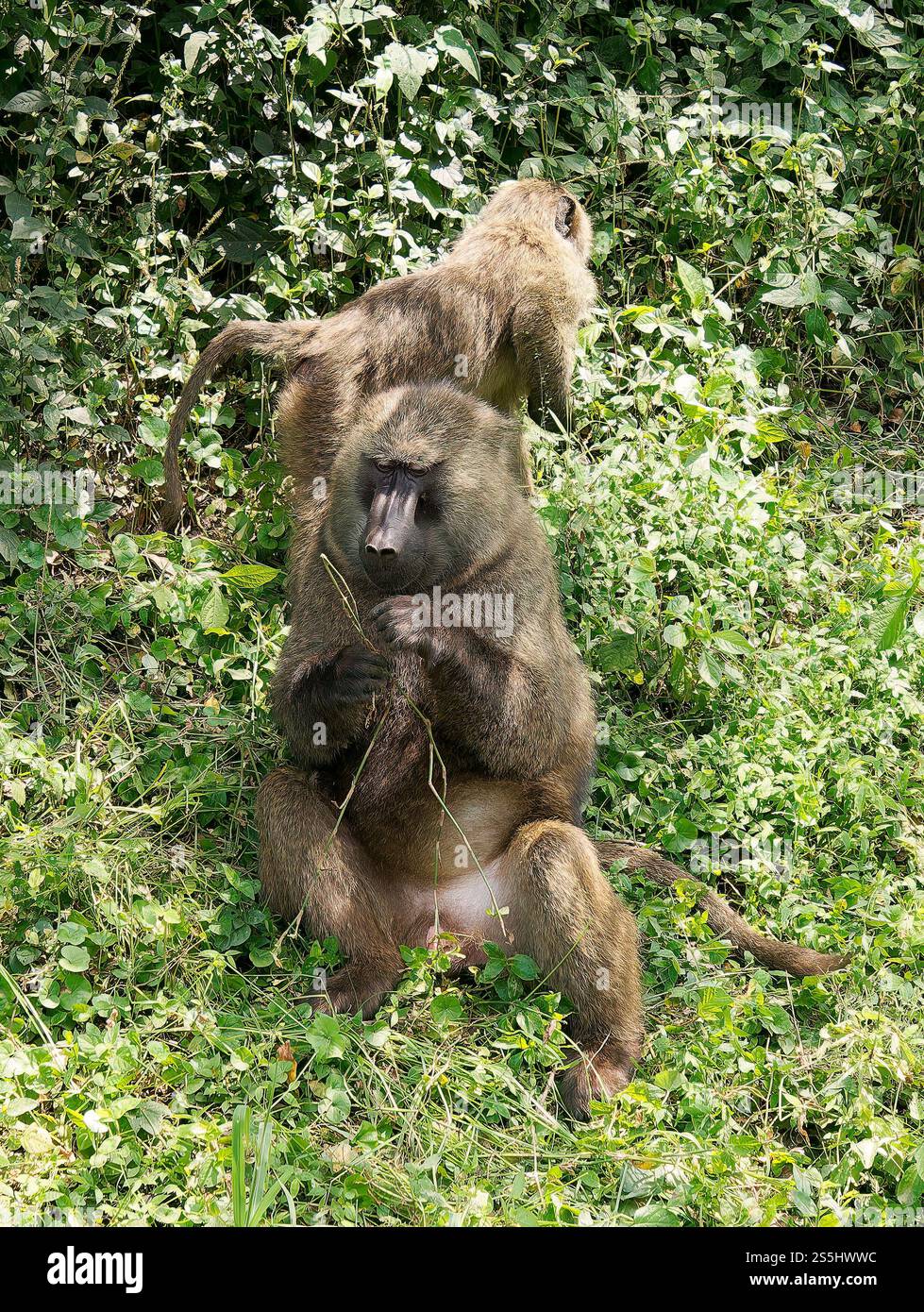 olive baboon, Anubis baboon, Anubispavian, Babouin olive, Papio anubis ...