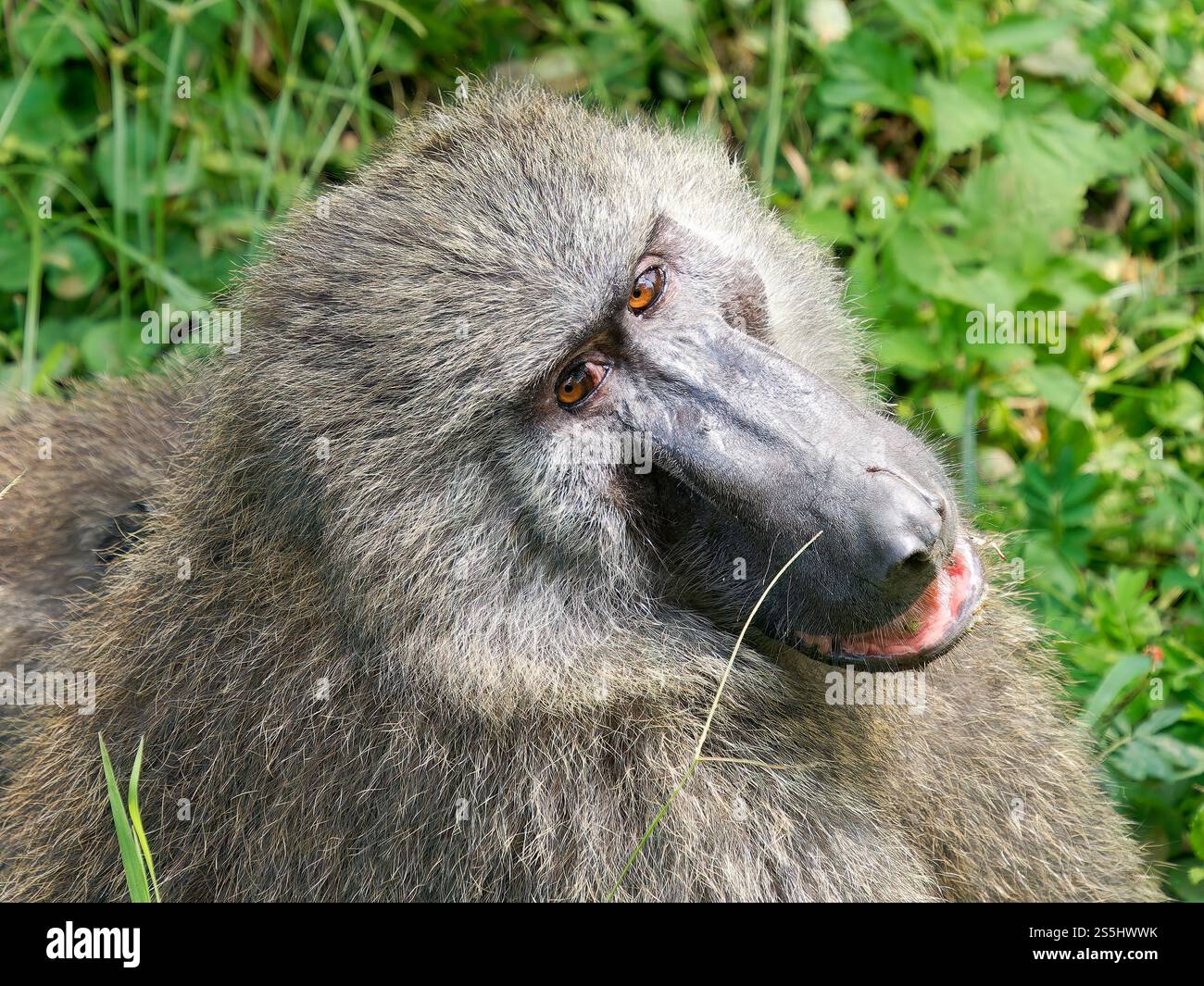 olive baboon - male, Anubis baboon, Anubispavian, Babouin olive, Papio ...