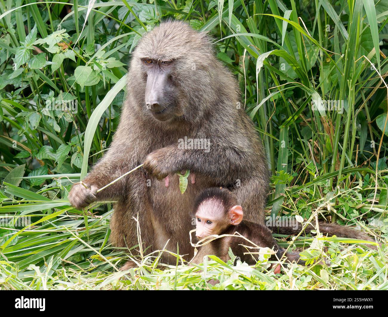 olive baboon, Anubis baboon, Anubispavian, Babouin olive, Papio anubis, Anubisz-pávián, Queen ...