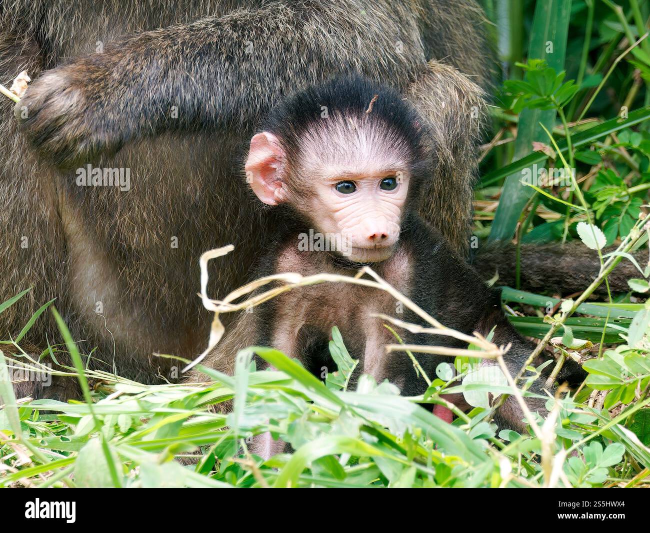 olive baboon, Anubis baboon, Anubispavian, Babouin olive, Papio anubis ...