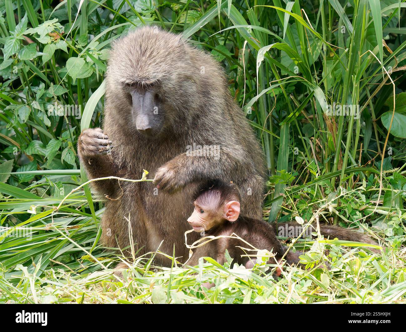 olive baboon, Anubis baboon, Anubispavian, Babouin olive, Papio anubis, Anubisz-pávián, Queen ...