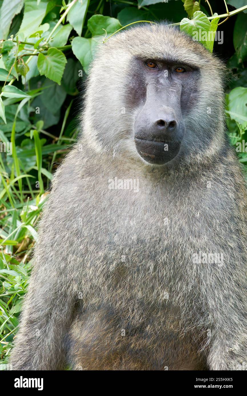 olive baboon - male, Anubis baboon, Anubispavian, Babouin olive, Papio ...