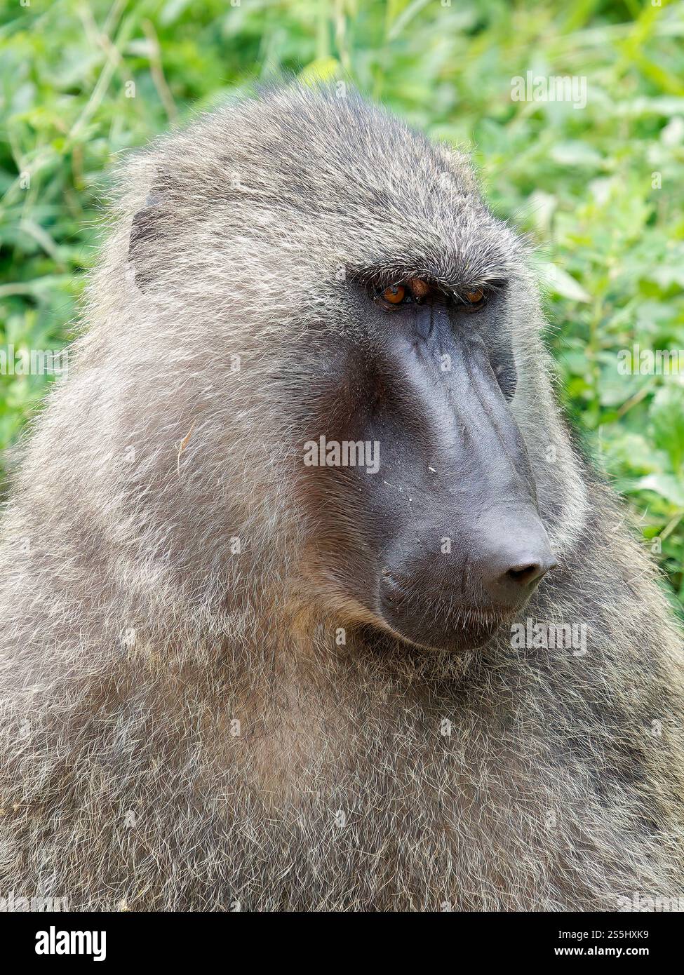 olive baboon - male, Anubis baboon, Anubispavian, Babouin olive, Papio ...