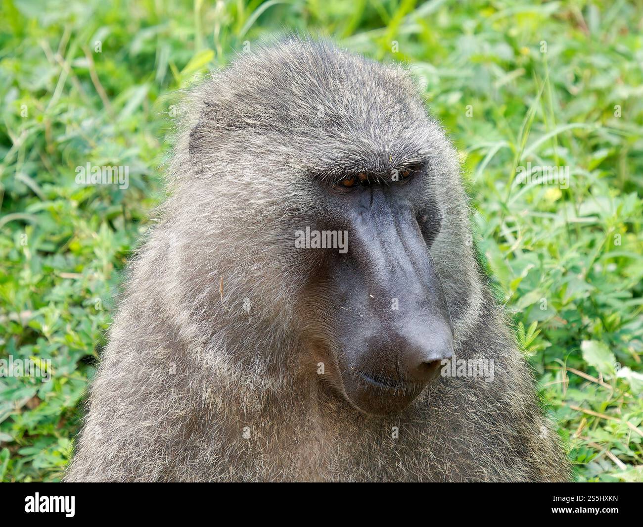 olive baboon - male, Anubis baboon, Anubispavian, Babouin olive, Papio ...