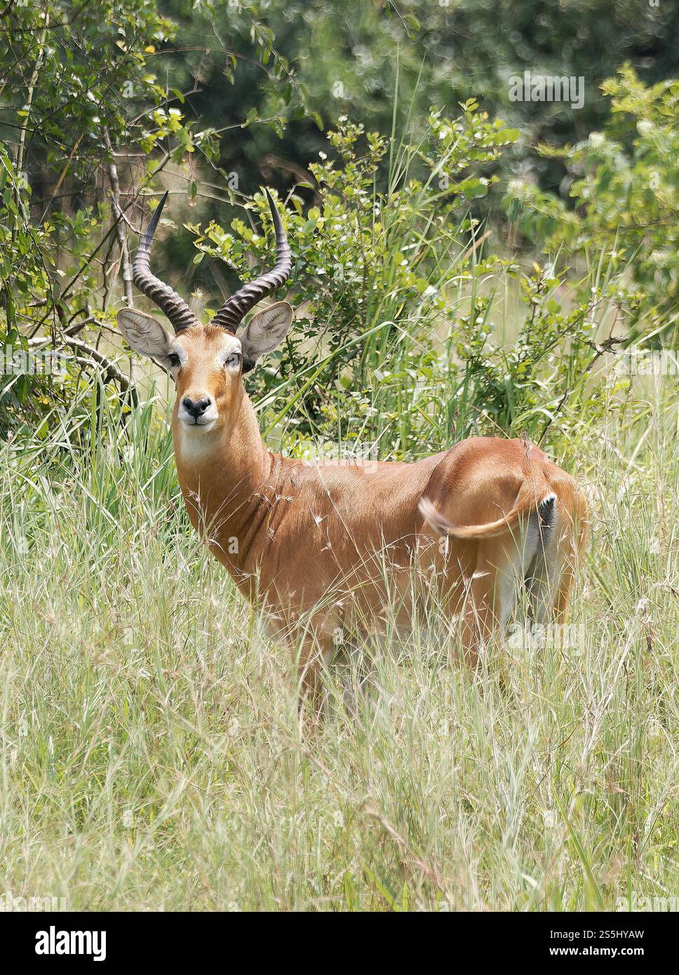 Ugandan kob - male, Uganda-Grasantilope, Uganda-Kob, Cob de Thomas, Kobus kob thomasi, Queen ...