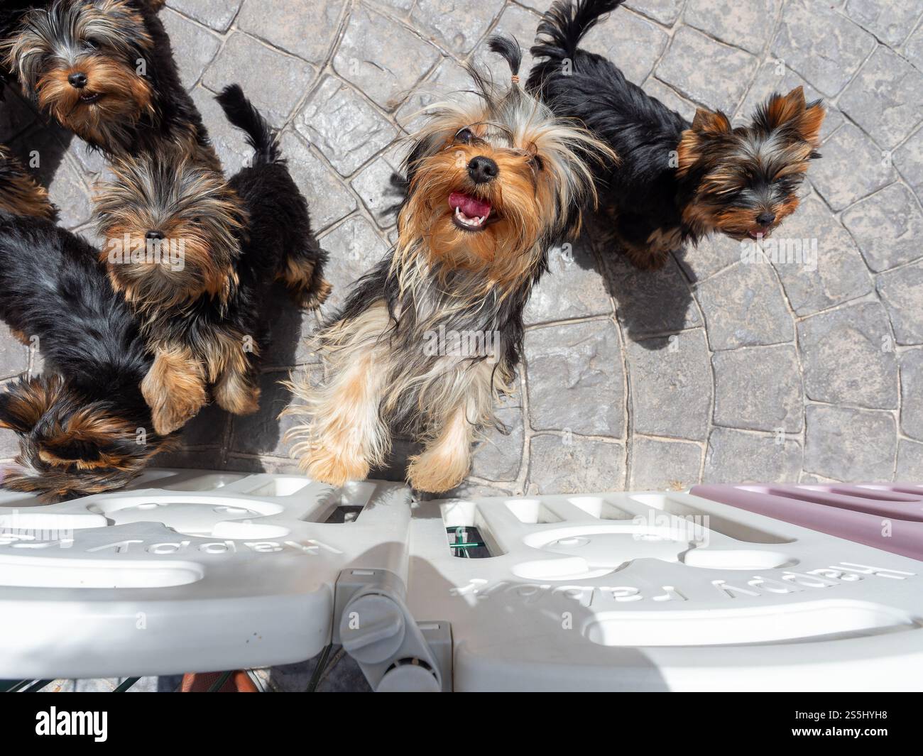 Small purebred yorkshire terrier puppies jumping and playing in their ...