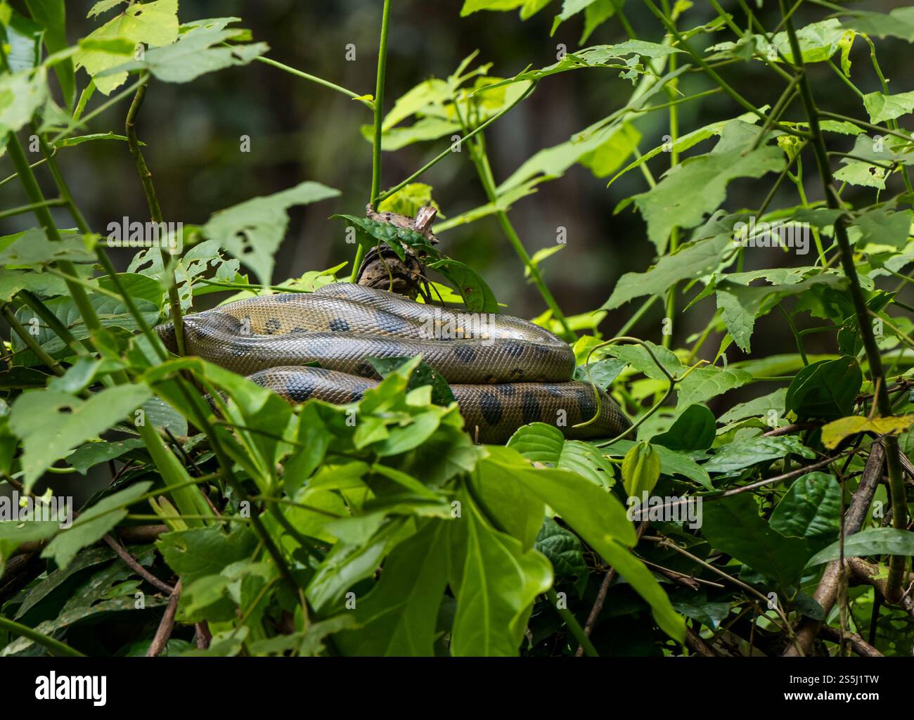 An anaconda snake or water boa (Eunectes) sleeping on a branch, Amazon ...
