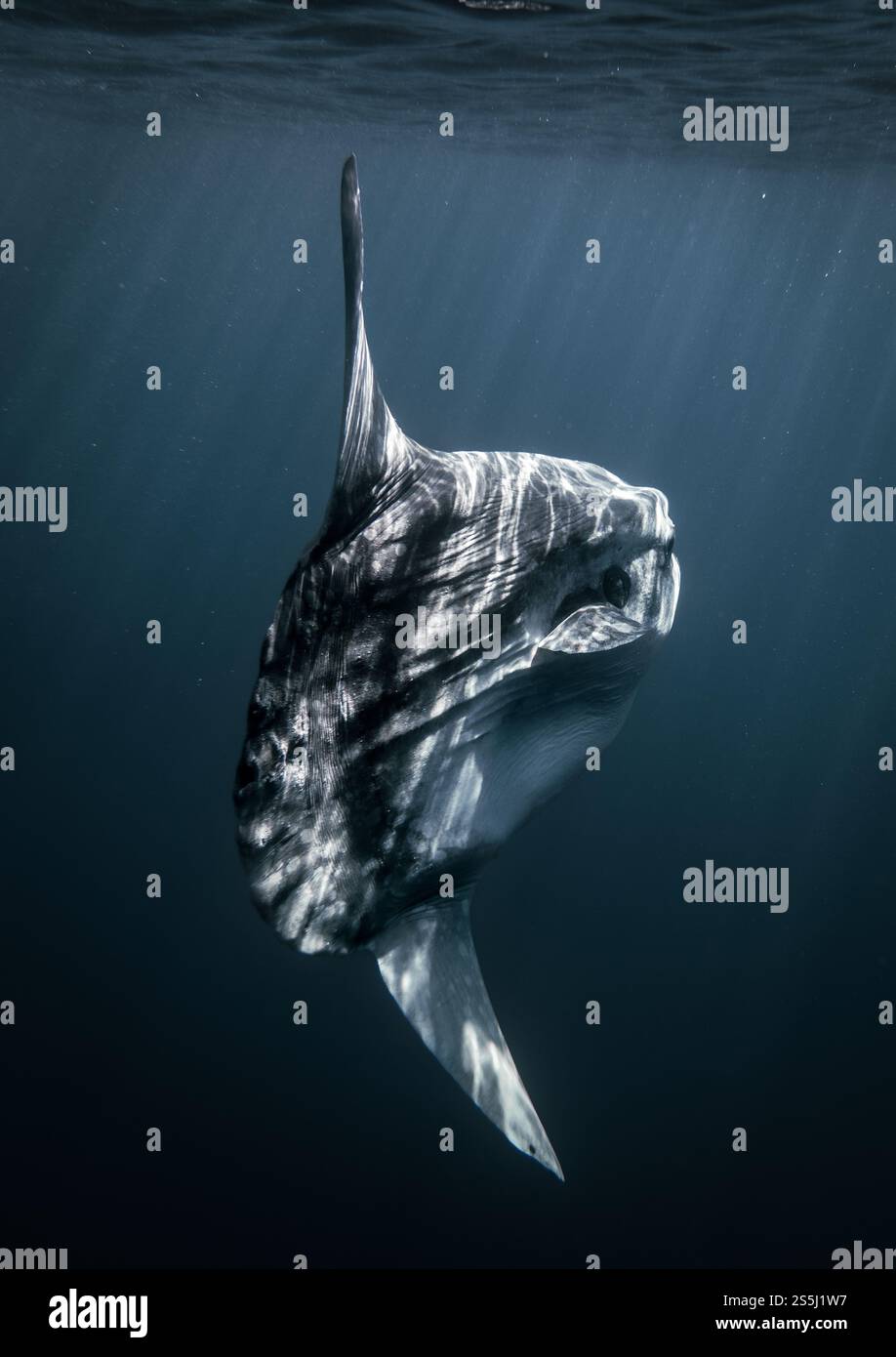 Mola Mola in Baja Mexico Stock Photo - Alamy