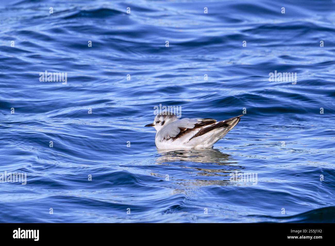 Little gull (Hydrocoloeus minutus / Larus minutus) in first-winter ...