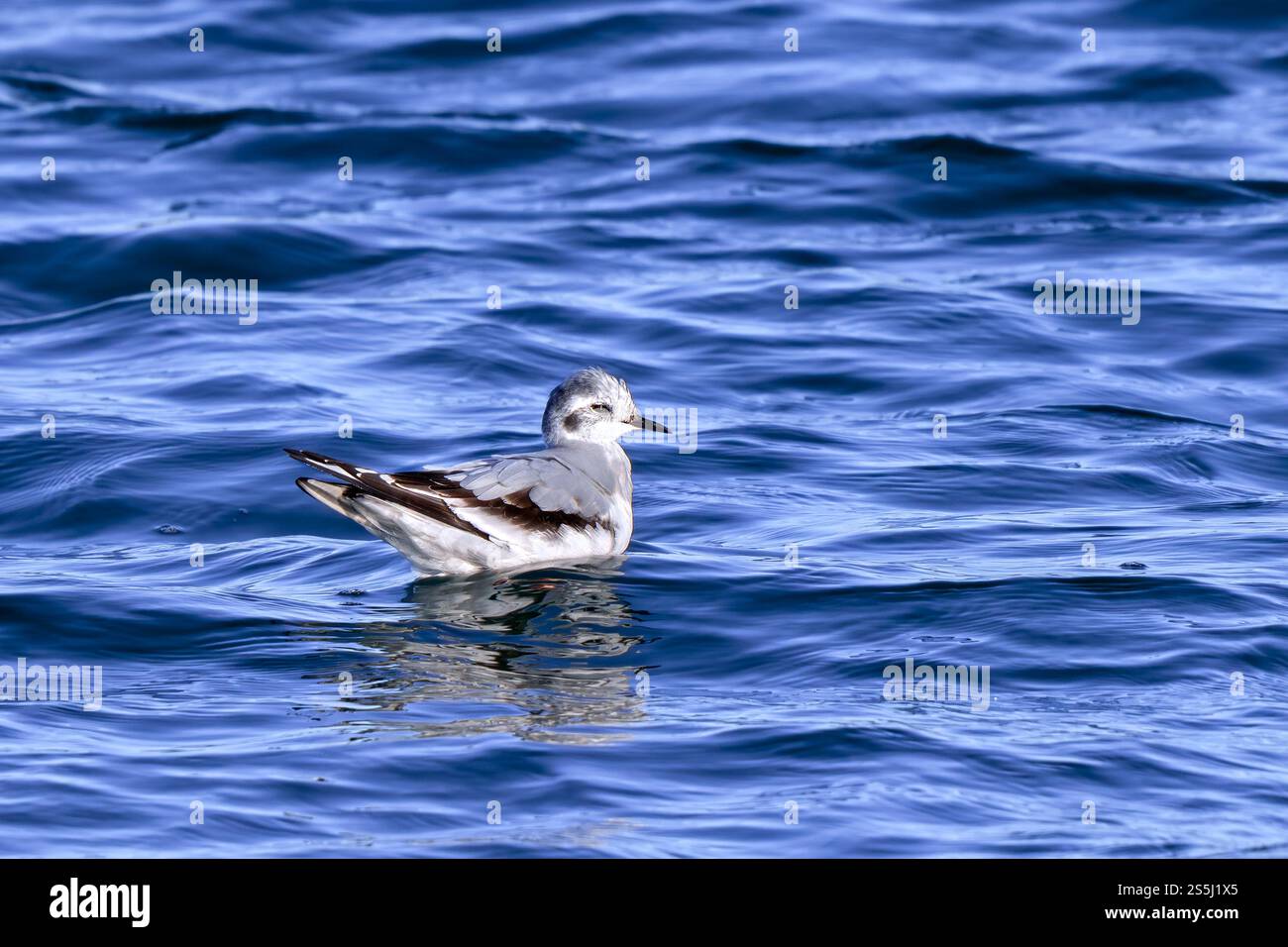 Little gull (Hydrocoloeus minutus / Larus minutus) in first-winter ...